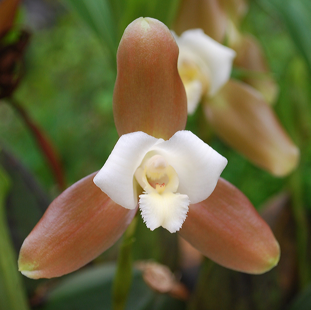 Orchid Culture | Atlanta Orchid Society